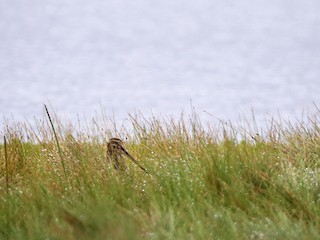 Noble Snipe - eBird