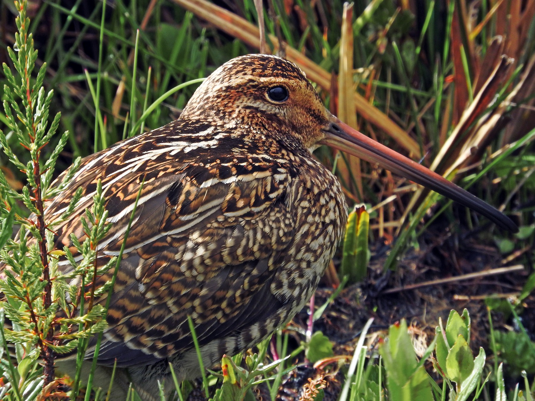 Noble Snipe - eBird