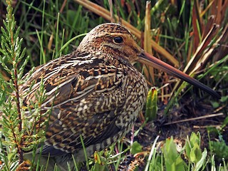 Noble Snipe - eBird