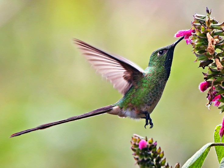 Colibrí Colilargo Mayor - eBird