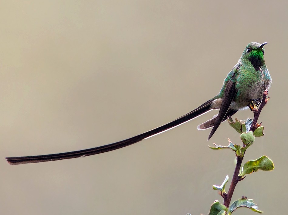 Colibrí Colilargo Mayor - eBird