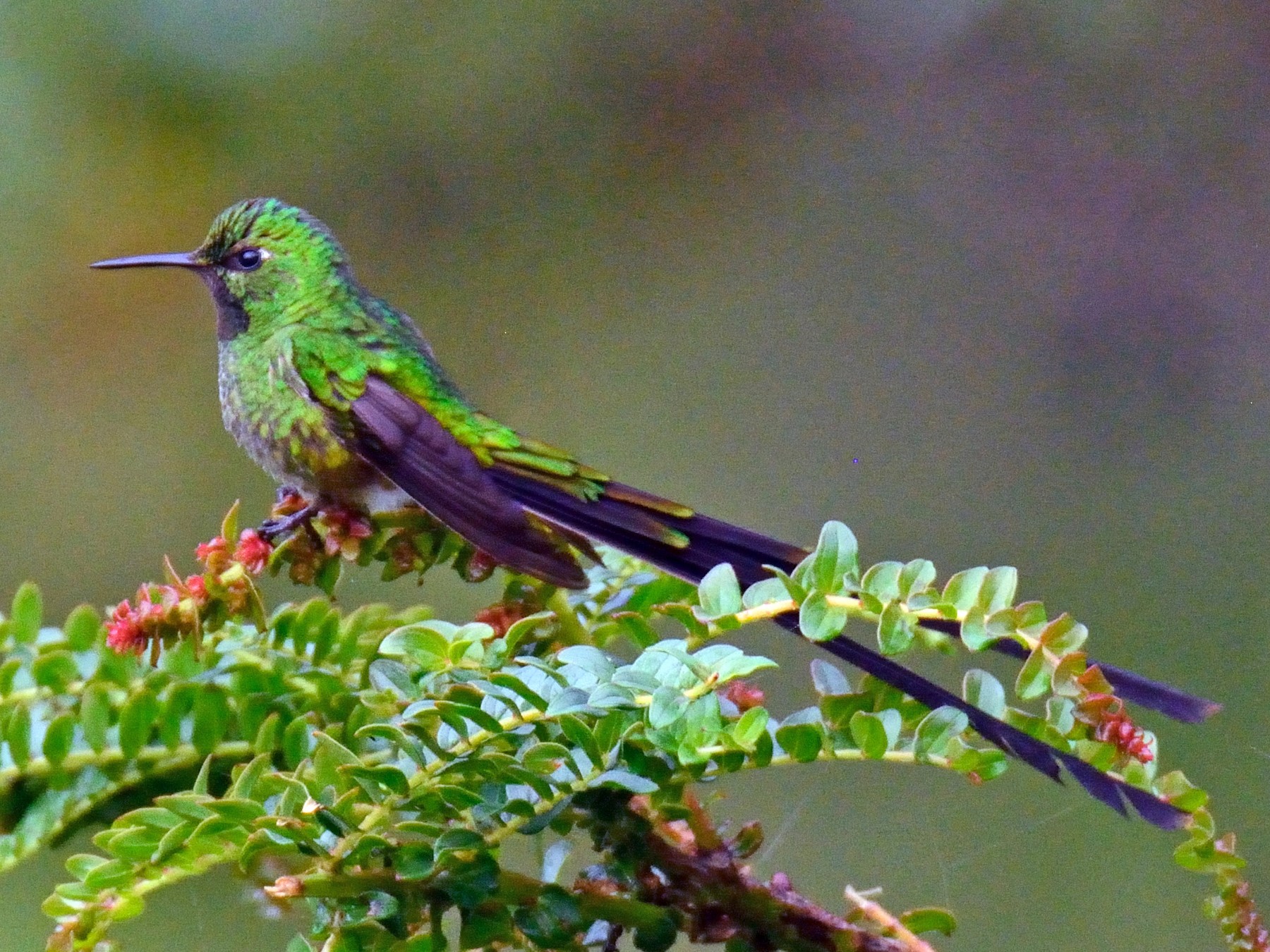 Black-tailed Trainbearer - eBird