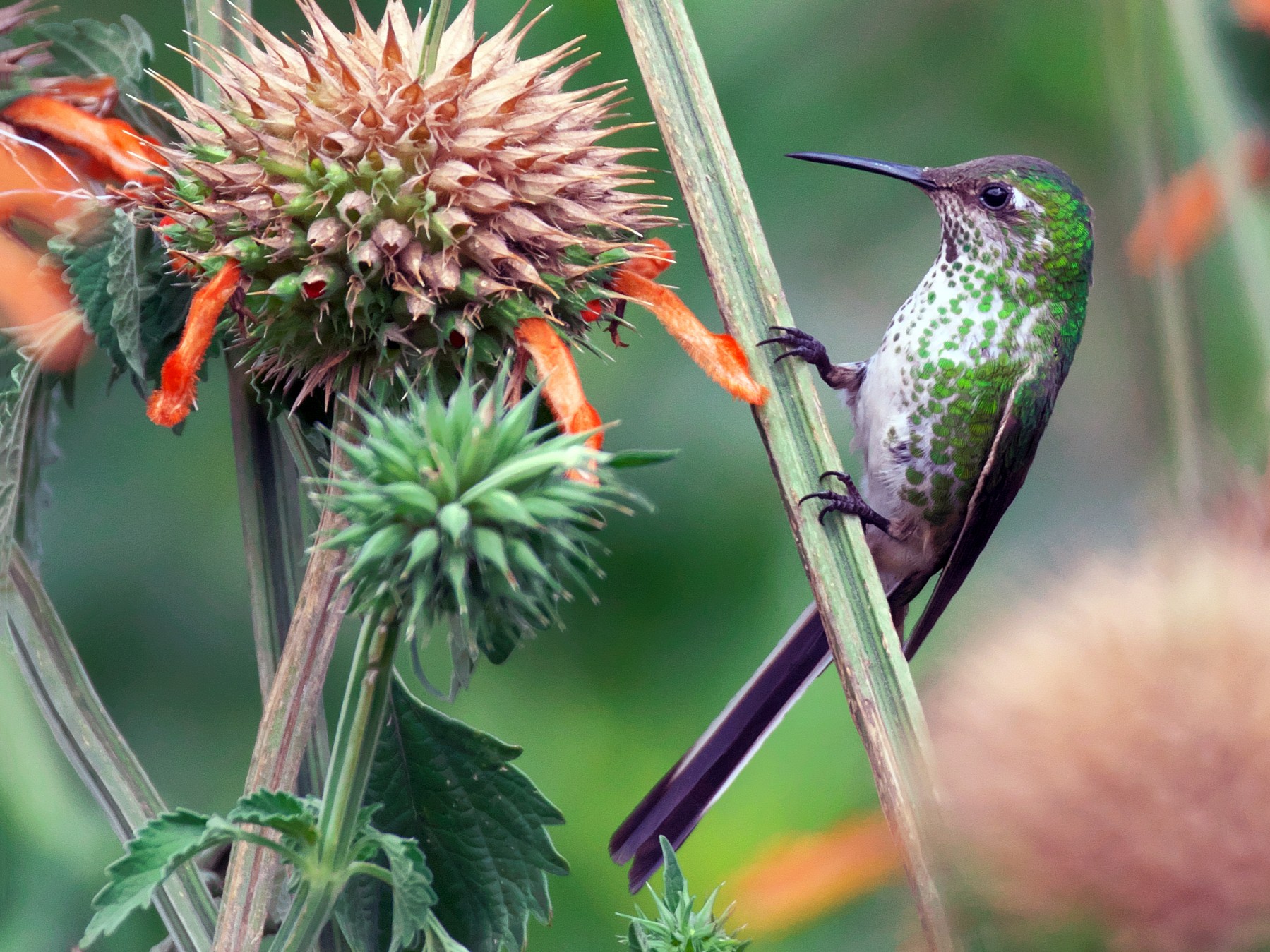 Colibrí Colilargo Mayor - eBird