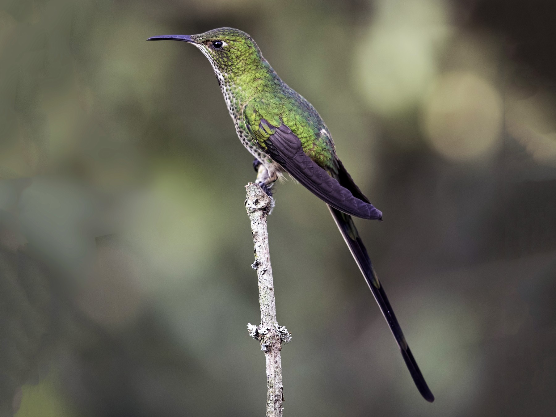 Black-tailed Trainbearer - eBird