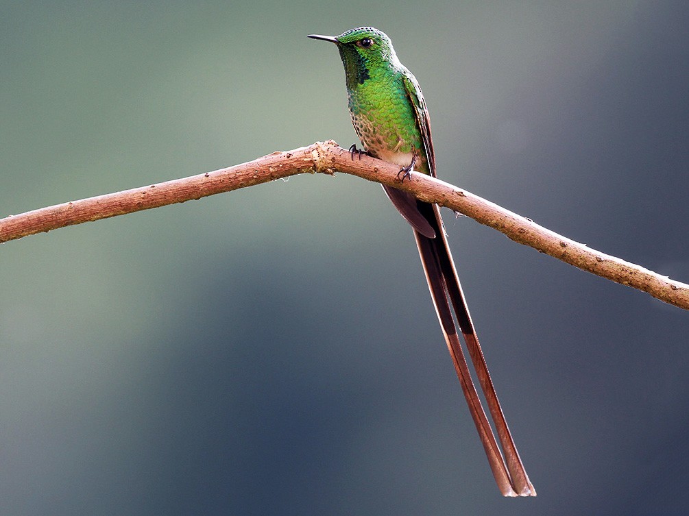 Colibrí Colilargo Menor - eBird