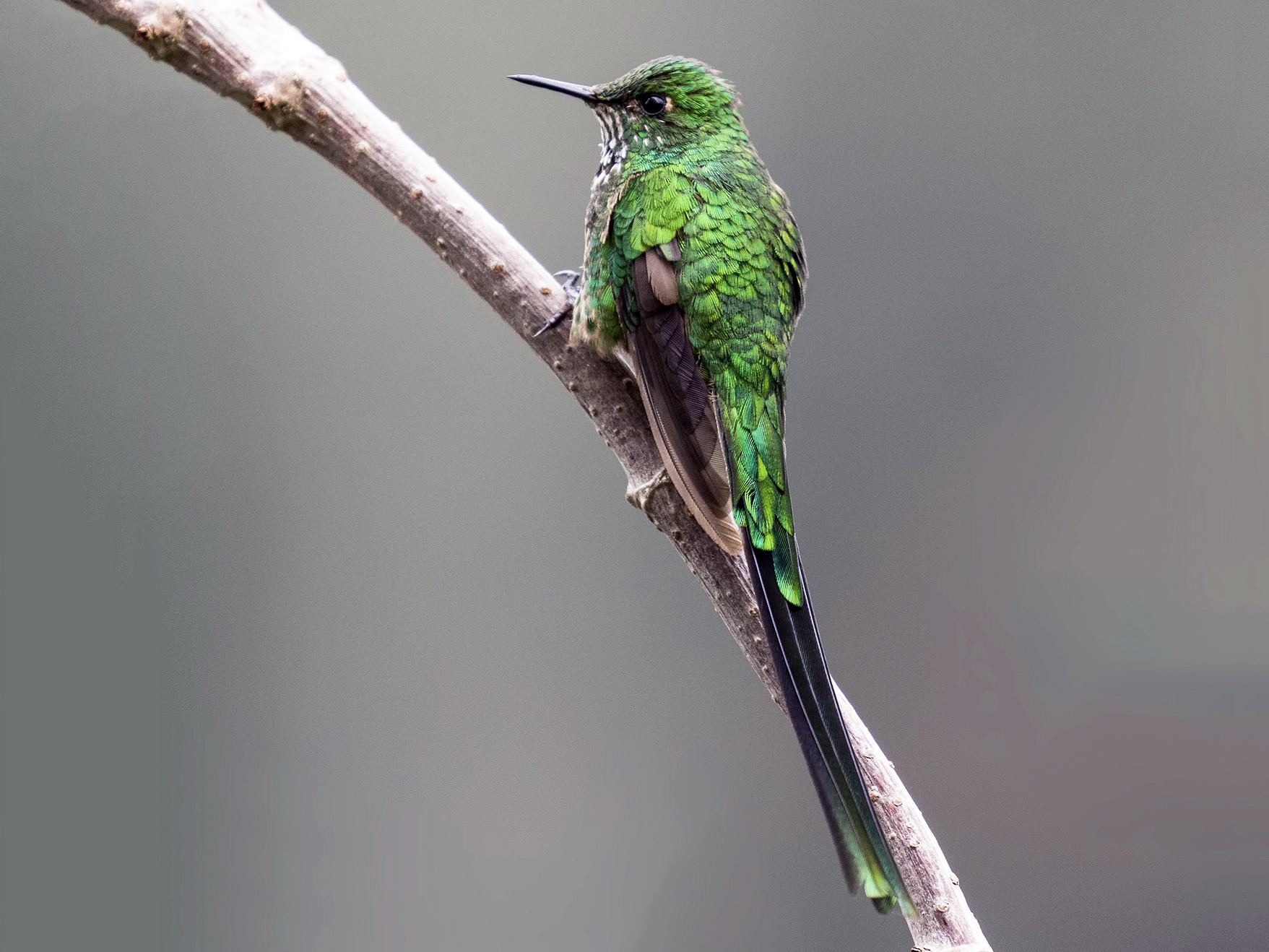 Colibrí Colilargo Menor - eBird