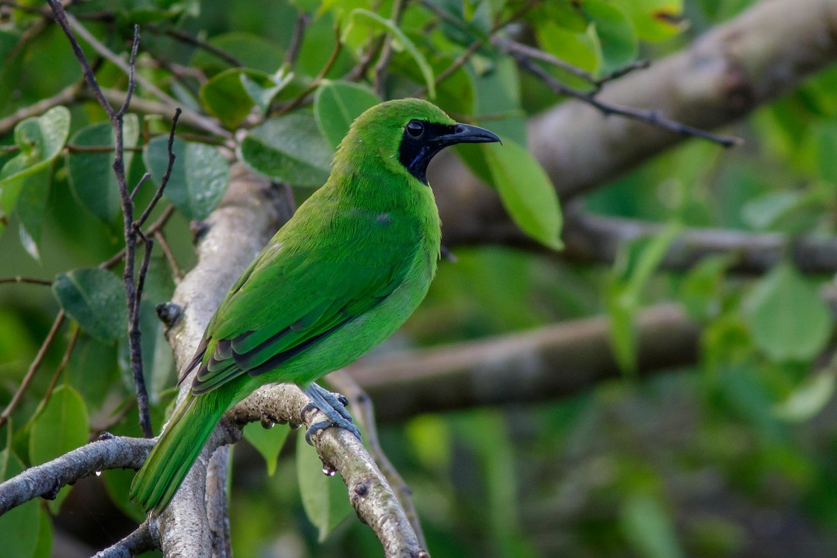Greater Green Leafbird - Chloropsis sonnerati - Birds of the World