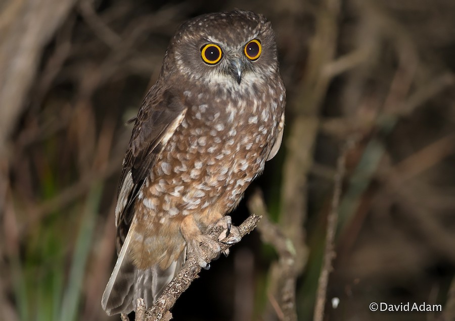 Morepork (Tasmanian) - eBird