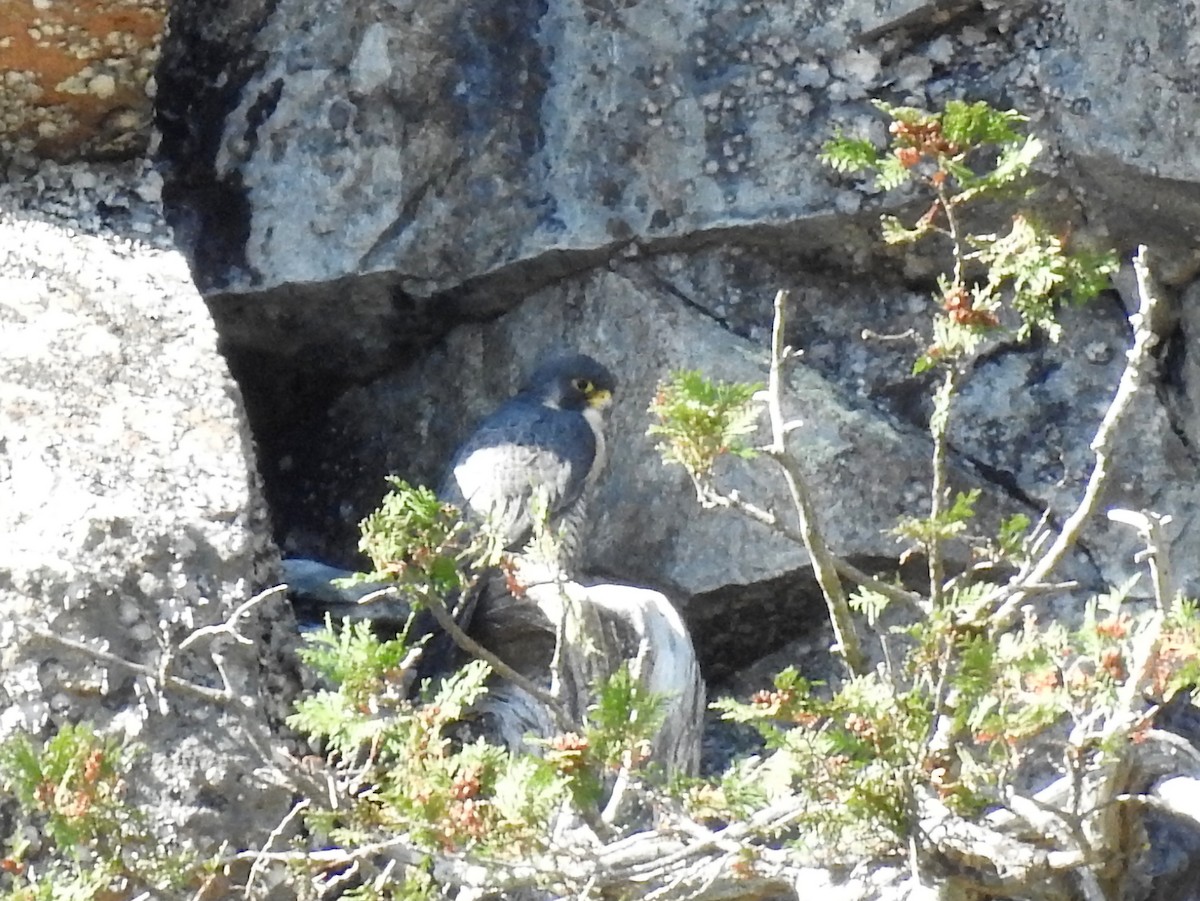 eBird Québec Checklist - 18 Oct 2017 - RN Alfred-Kelly - 11 species