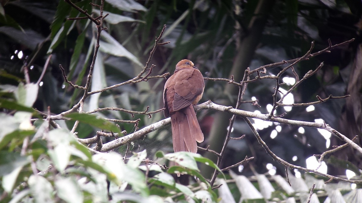 eBird Checklist - 16 Oct 2017 - Varirata National Park - 54 species (+1 ...