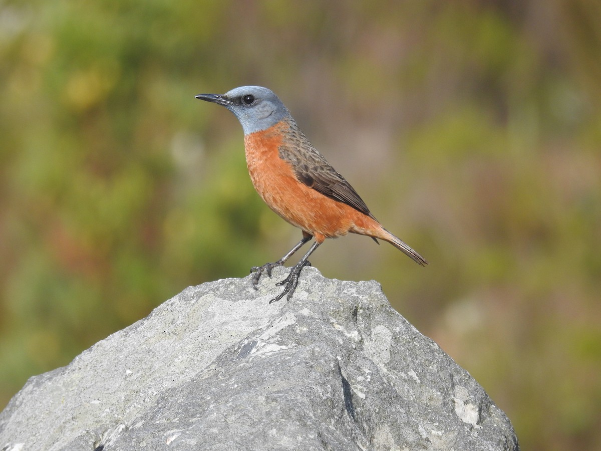 Cape Rock-Thrush - Monticola rupestris - Birds of the World