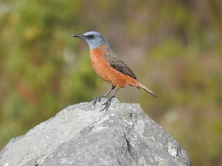 Cape Rock-Thrush - Monticola rupestris - Birds of the World
