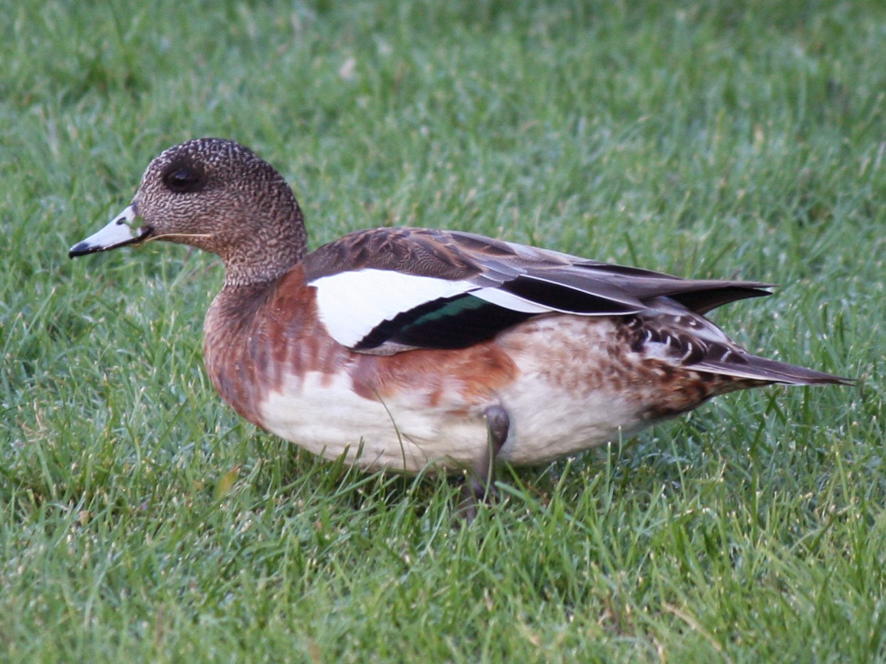 American Wigeon - eBird