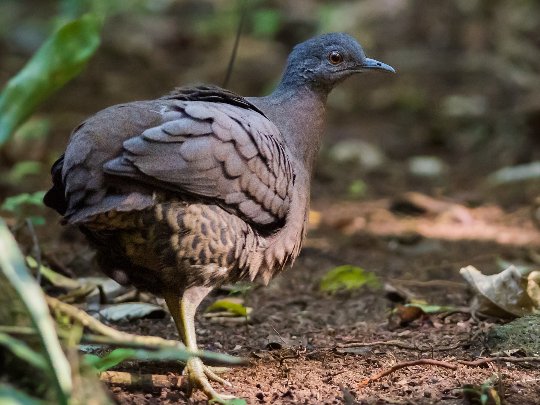 Brown Tinamou - eBird