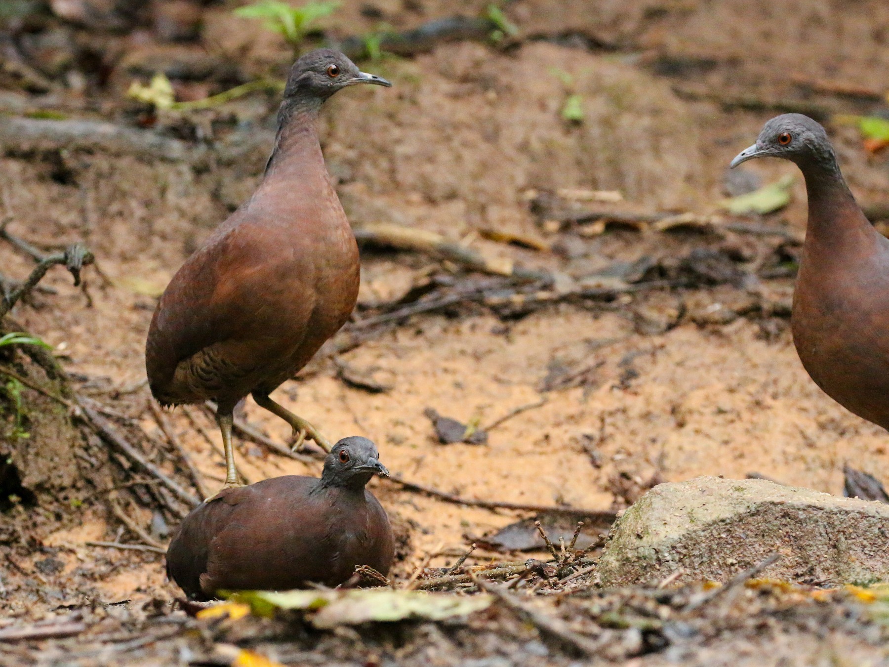 Brown Tinamou - eBird