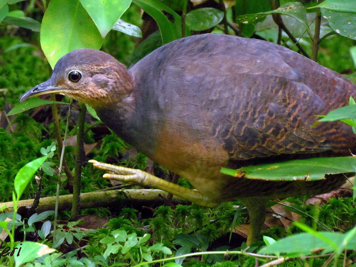 Yellow-legged Tinamou - eBird