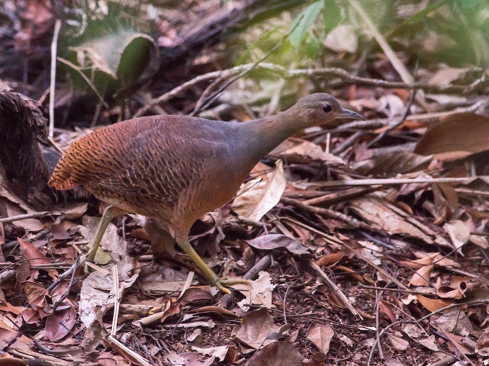 Yellow-legged Tinamou - eBird