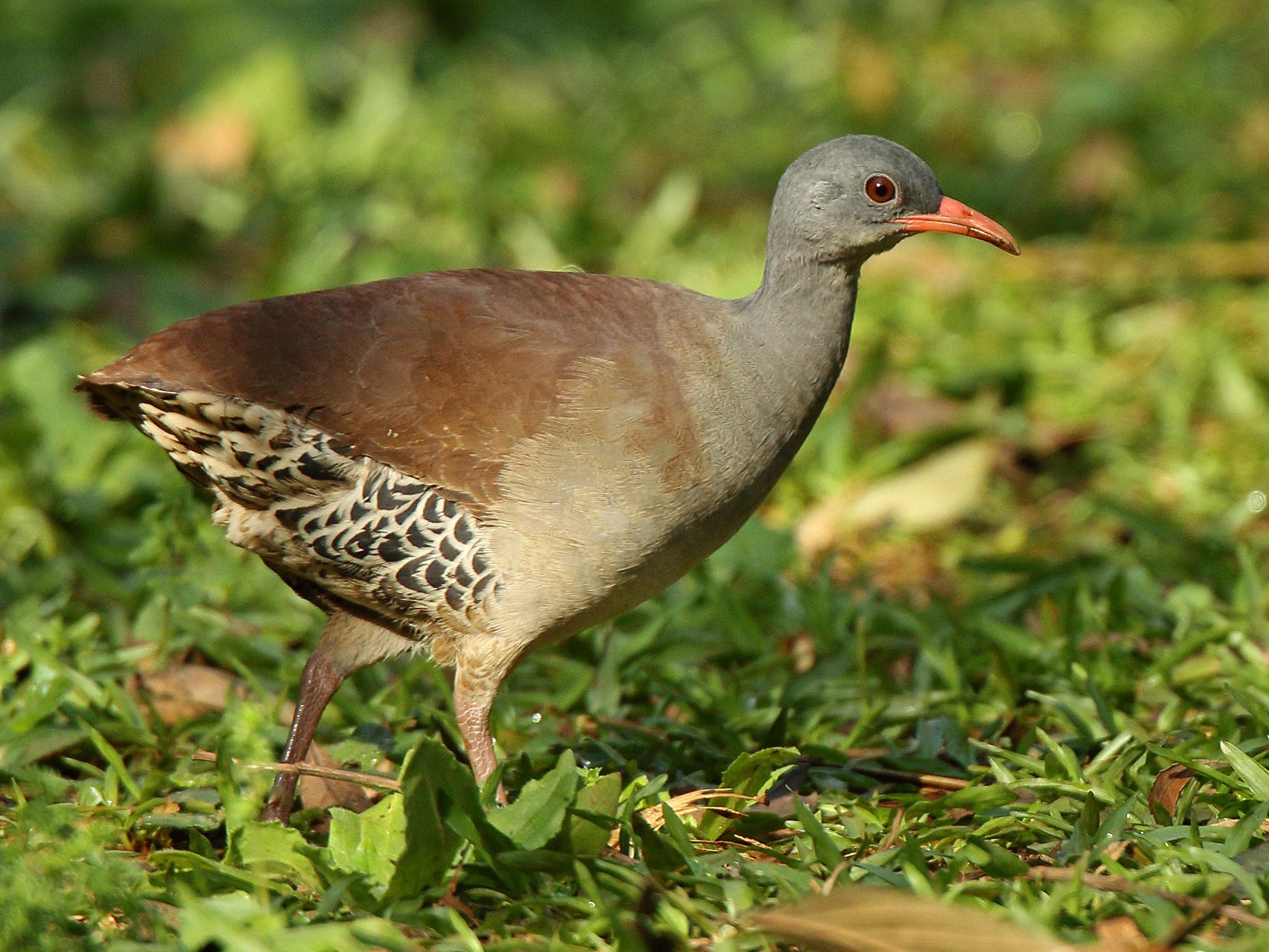 Tataupa Tinamou - eBird