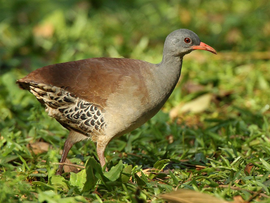 inhambu-chintã - eBird