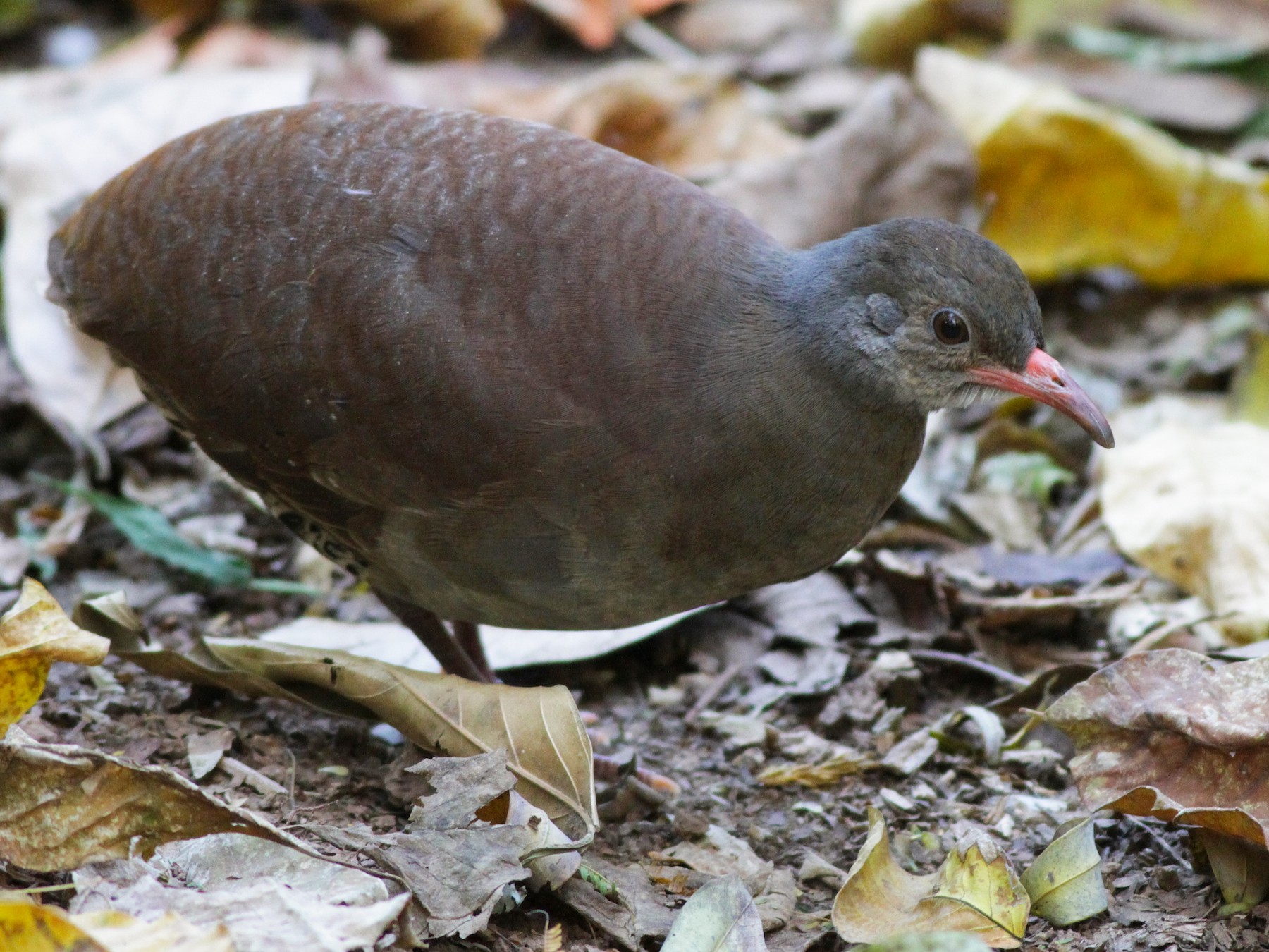 Tataupa Tinamou - eBird