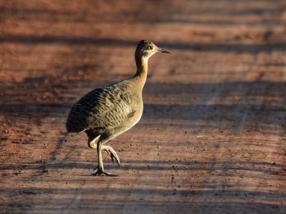 tinama inambu - eBird