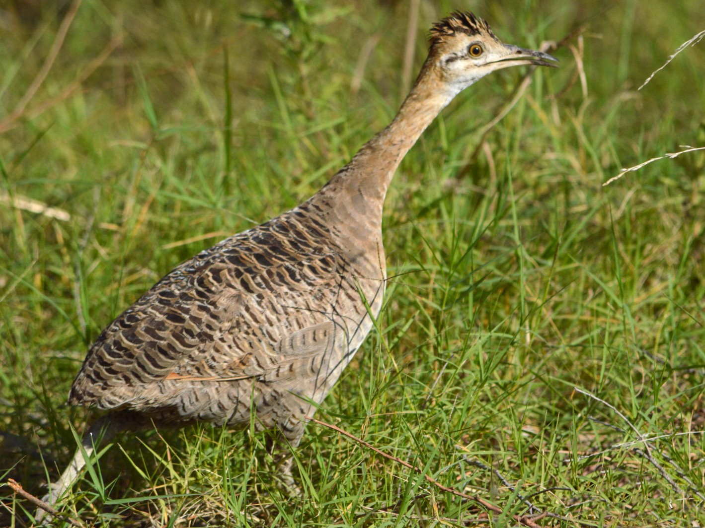 Red-winged Tinamou - eBird