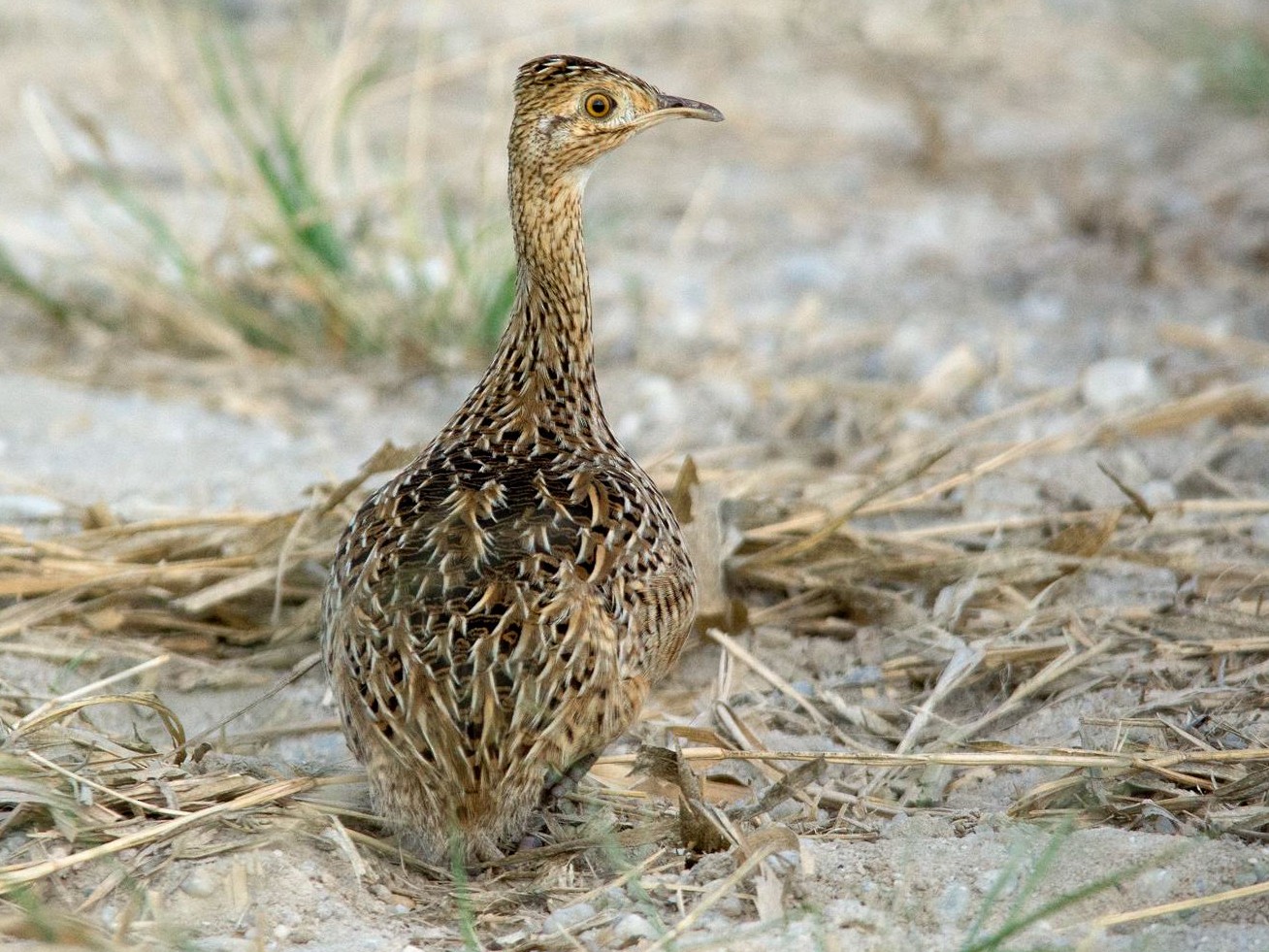 Spotted Nothura - eBird