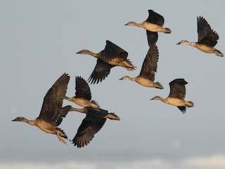 Comb Duck - eBird