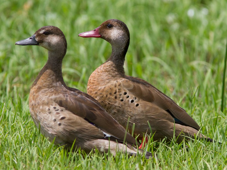 Brazilian Teal - eBird