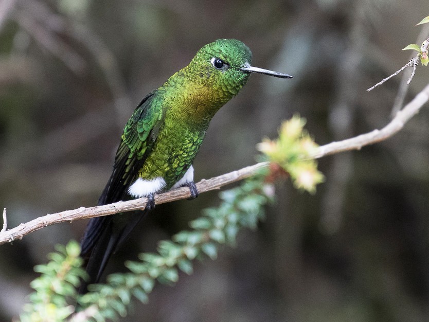 Golden-breasted Puffleg - eBird