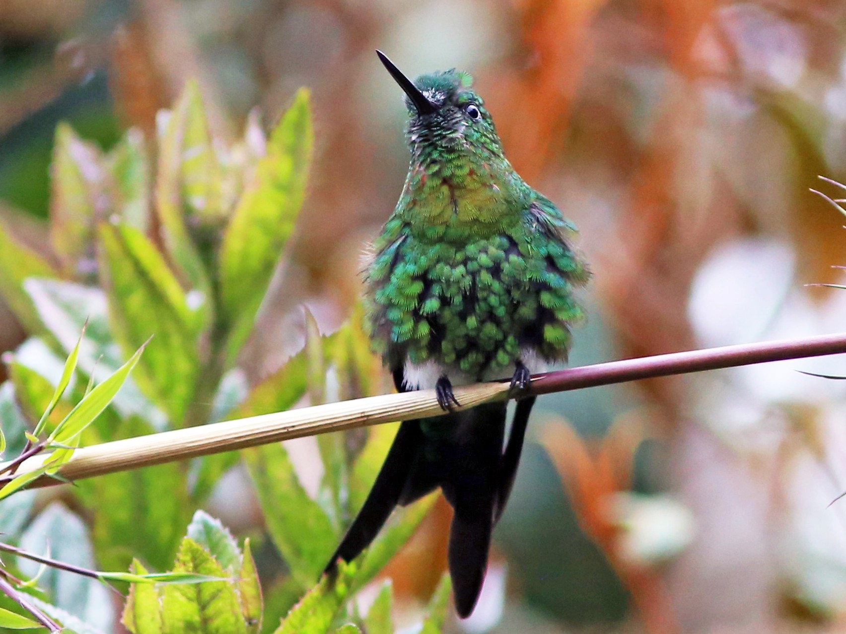 Golden-breasted Puffleg - eBird