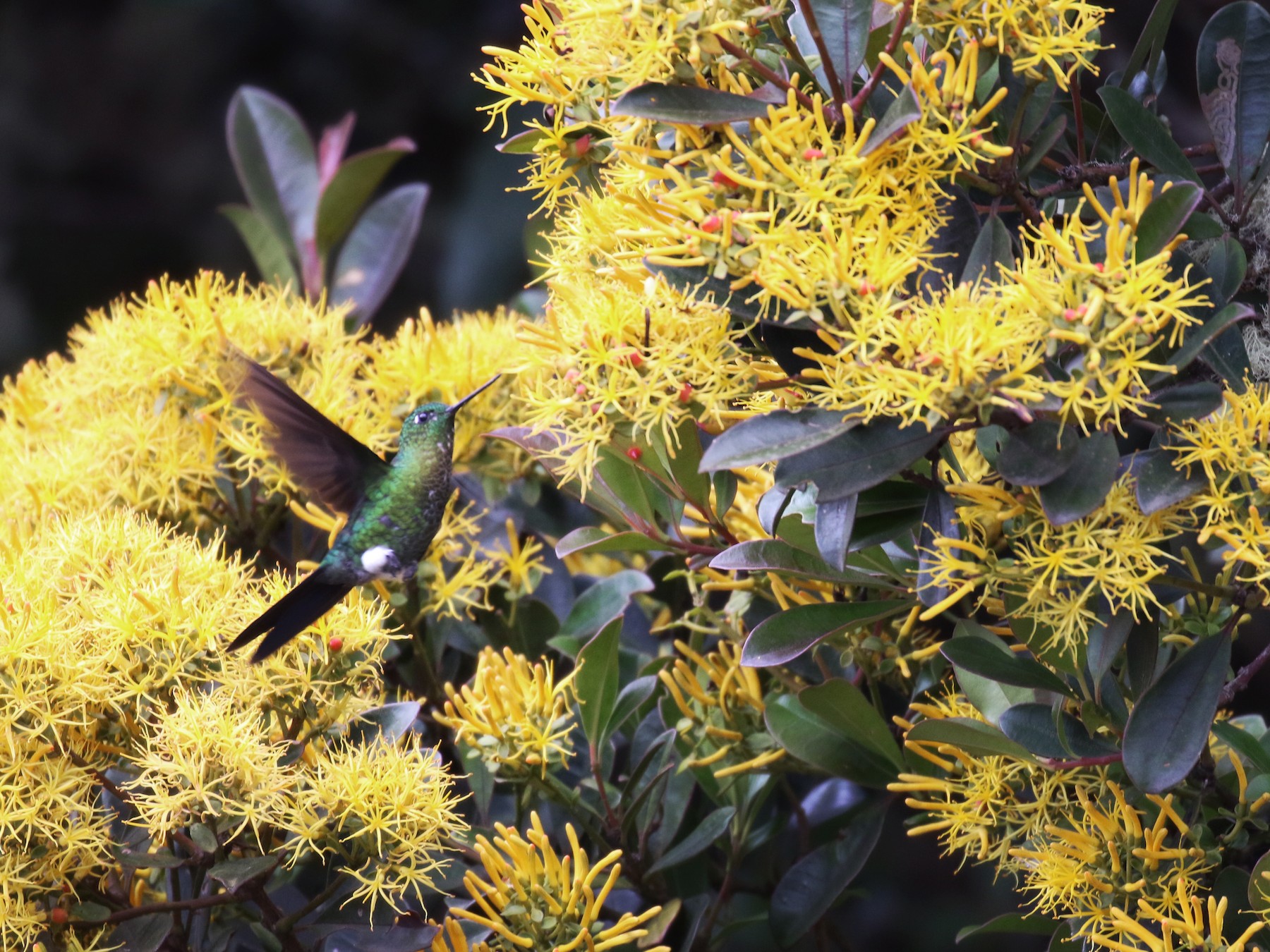 Golden-breasted Puffleg - eBird