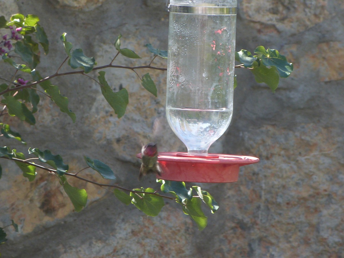 eBird Checklist - 20 Oct 2017 - Kiseda's KJ House - 28 species (+1 ...