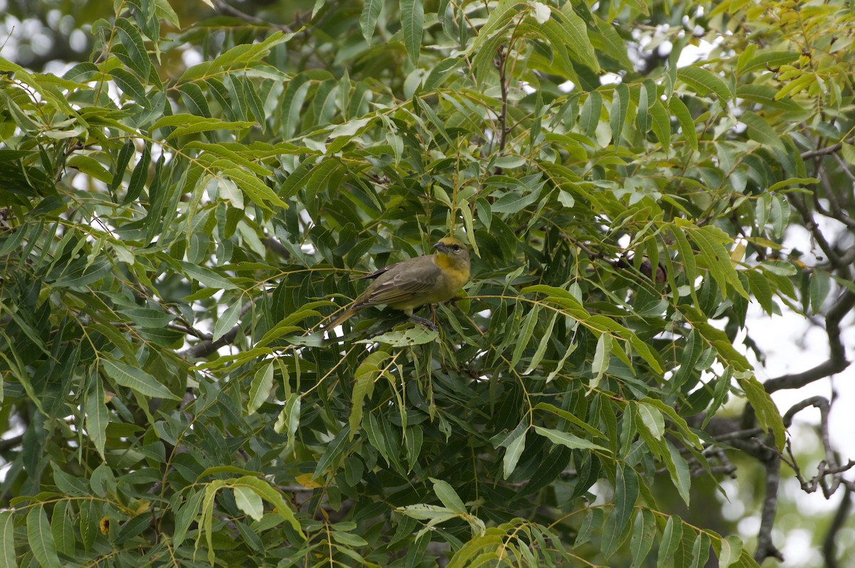 eBird Checklist - 20 Oct 2017 - Commons Ford Ranch Metro Park - 20 ...