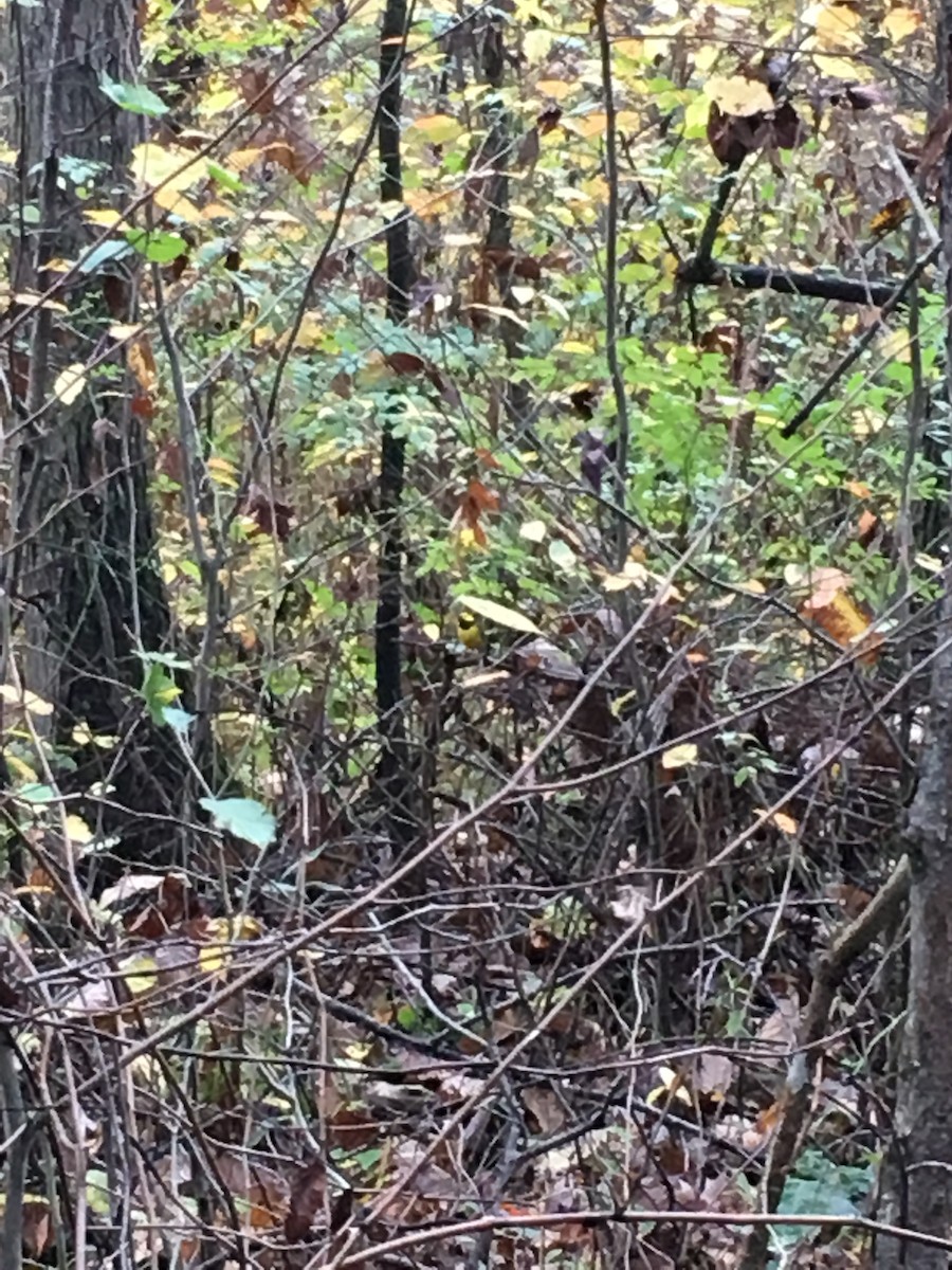 eBird Checklist - 8 Oct 2017 - Jennings EEC (Jennings Prairie) - 42 species