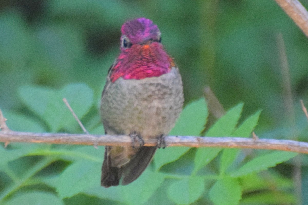 eBird Checklist - 15 Oct 2017 - Boyce Thompson Arboretum - 23 species ...
