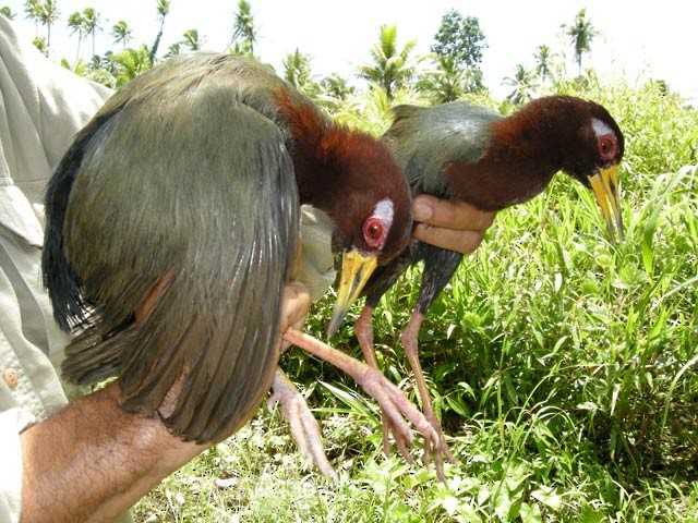 Talaud Rail - eBird