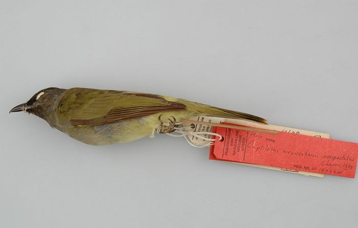 Blue-wattled Bulbul - eBird