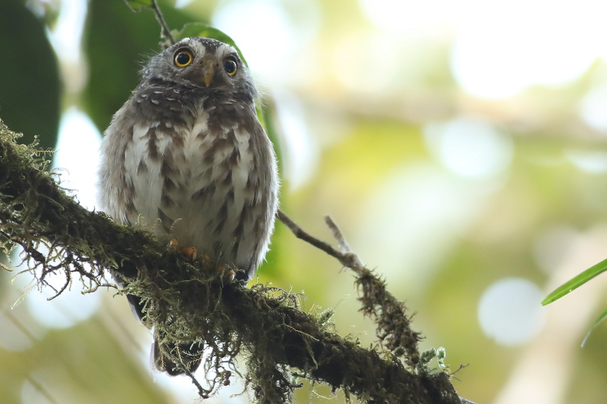 Subtropical Pygmy-Owl - Glaucidium parkeri - Birds of the World
