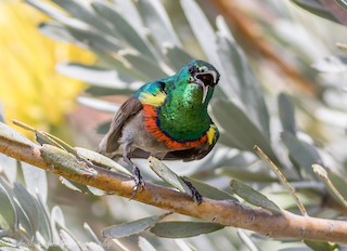Southern Double-collared Sunbird - Cinnyris chalybeus - Birds of the World
