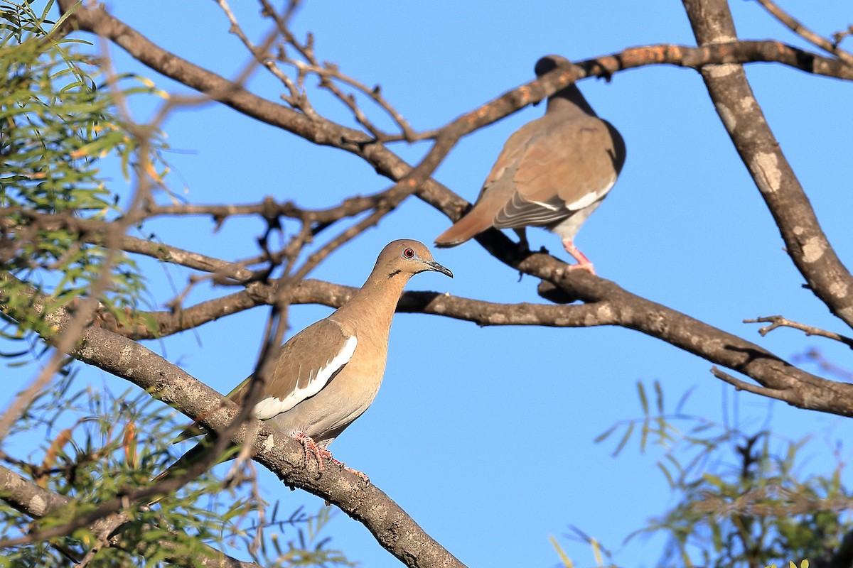 eBird Checklist - 22 Oct 2017 - South Llano River SP--Lora’s Bird Blind ...