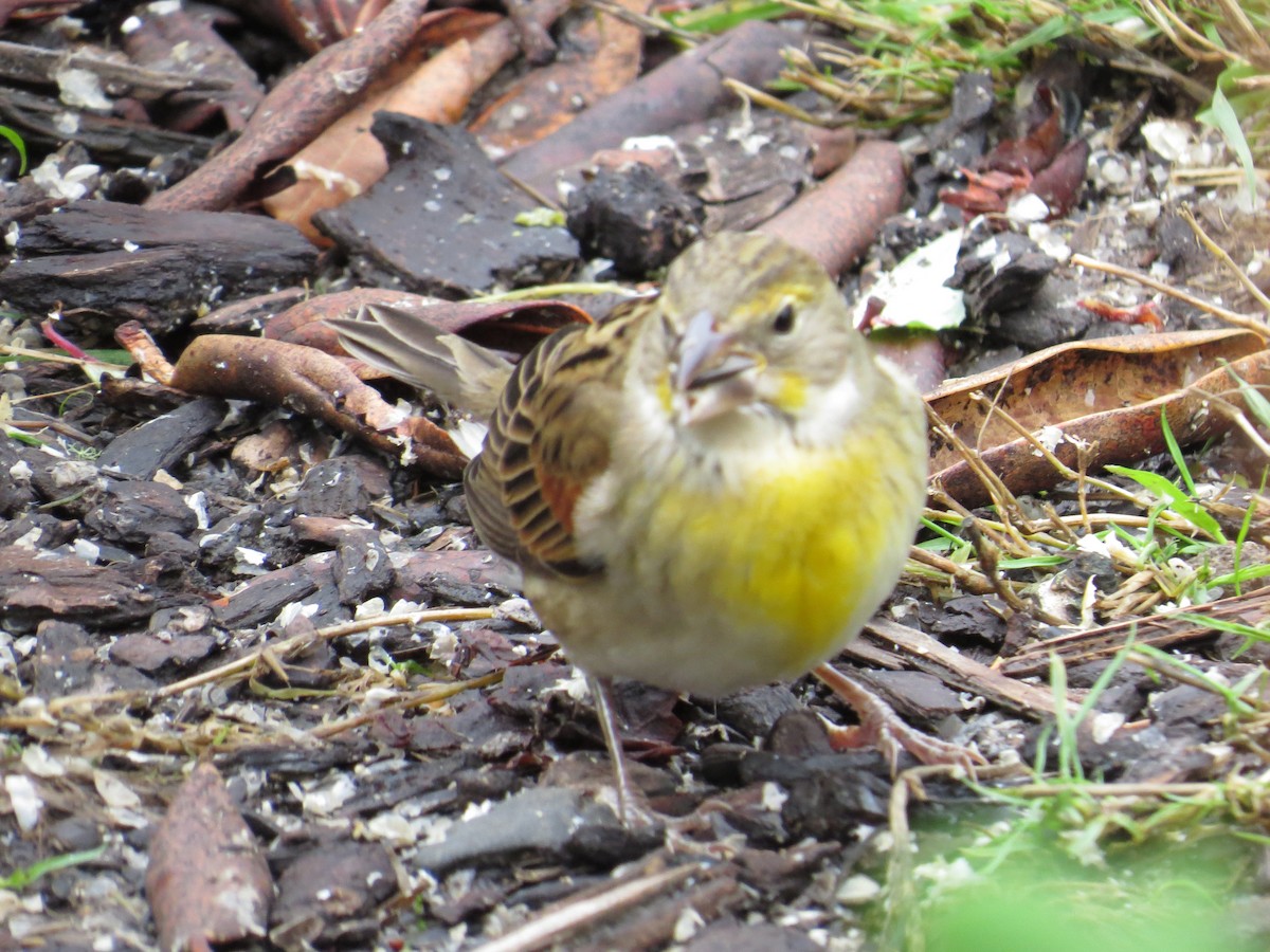 eBird Checklist - 22 Oct 2017 - W B Nelson State Recreation Site - 11 ...