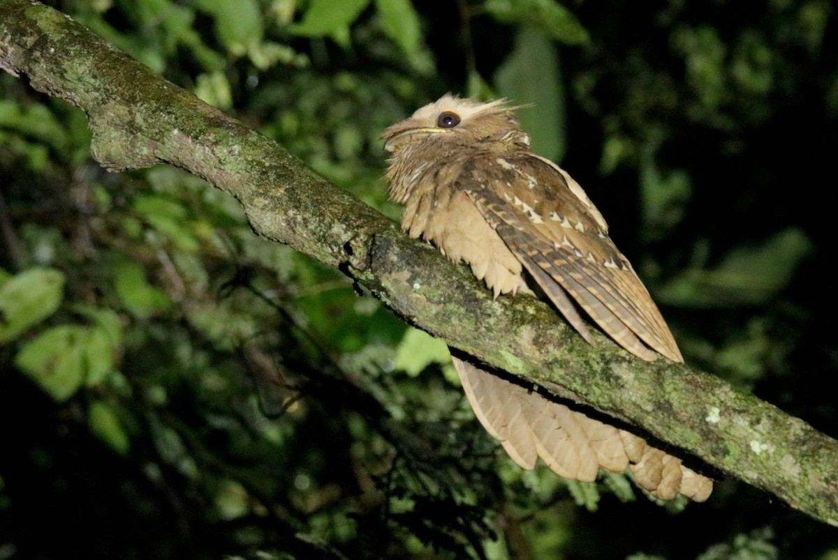 Large Frogmouth - Batrachostomus auritus - Birds of the World