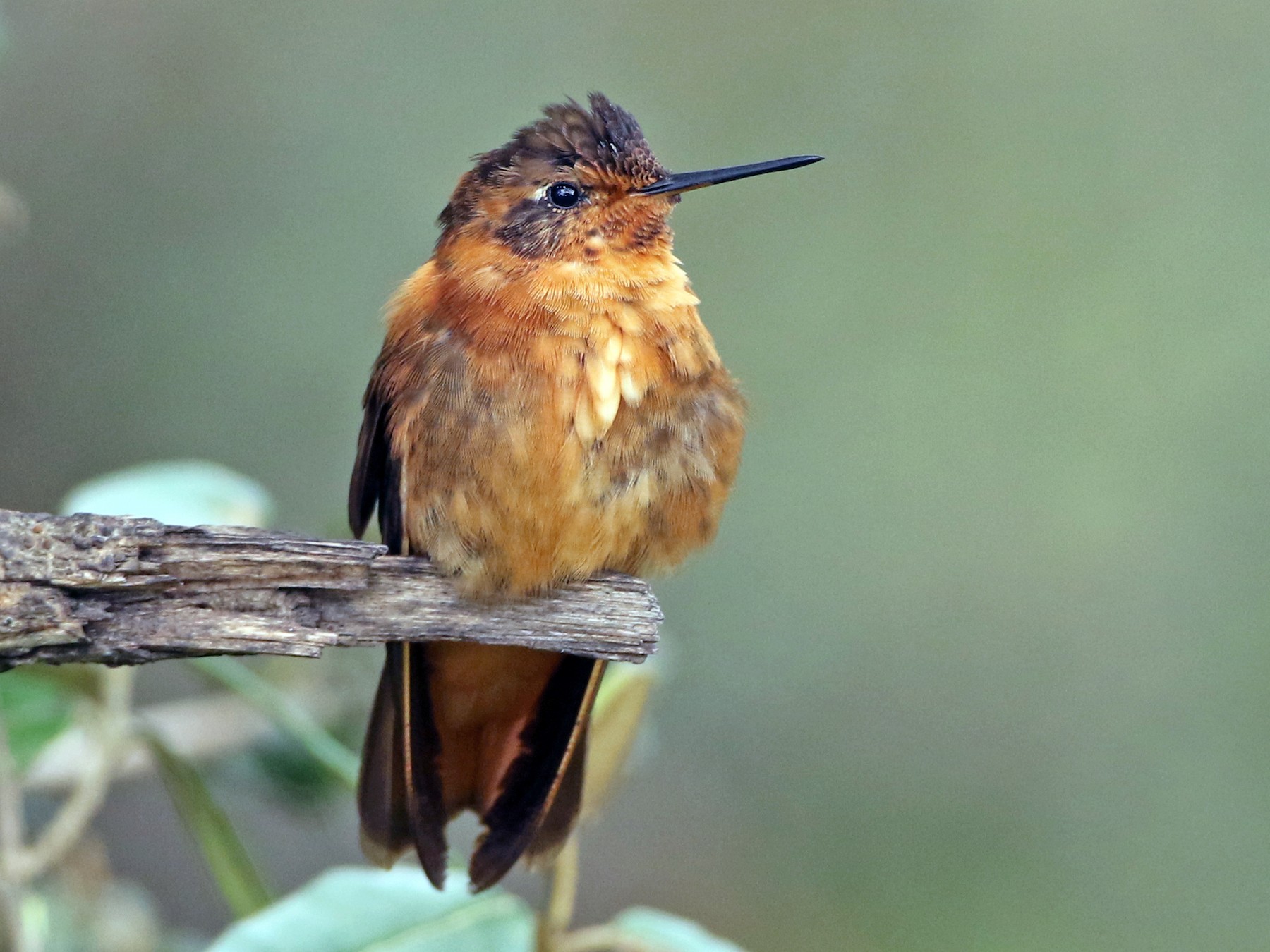 Shining Sunbeam - eBird