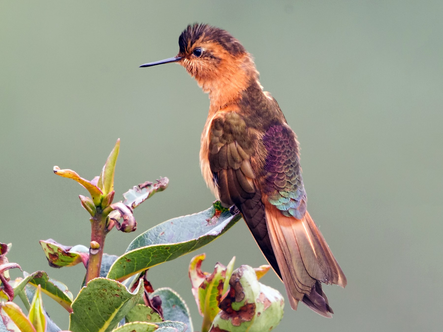 Shining Sunbeam - eBird