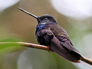 Black Inca - eBird