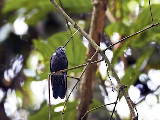 Black Inca - eBird