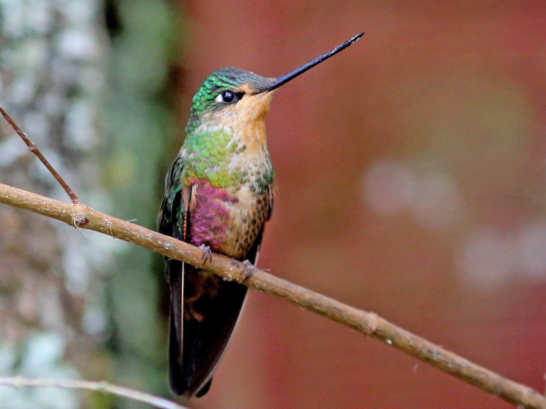 ゴシキインカハチドリ - eBird