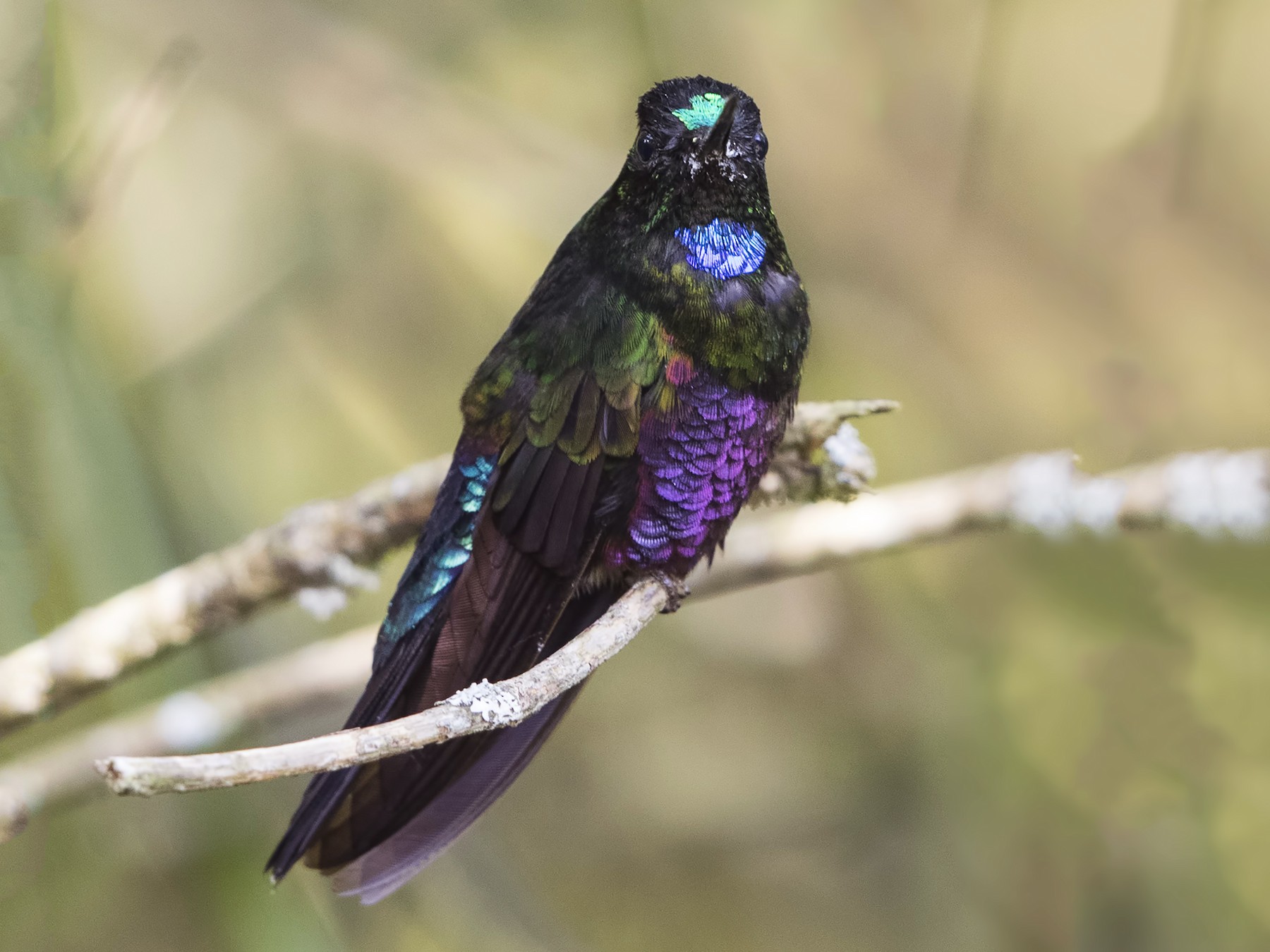 Inca Ventrivioleta - eBird