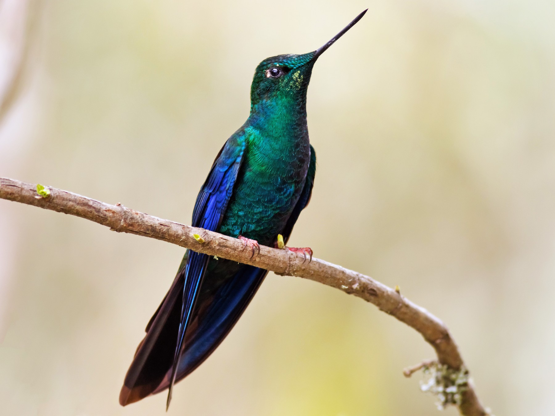 Colibrí Aliazul - eBird